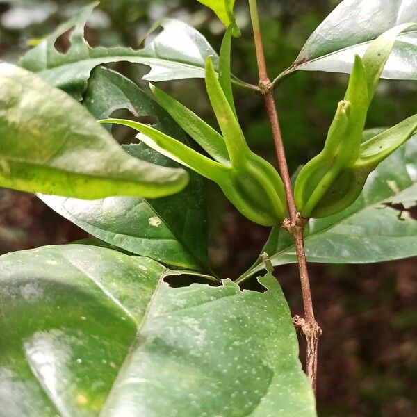 Coffea Mannii Plant Care & How to Grow, Water
