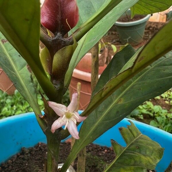 Coffea Mapiana Care Guide: Water, Soil & Propagation - Plantiary