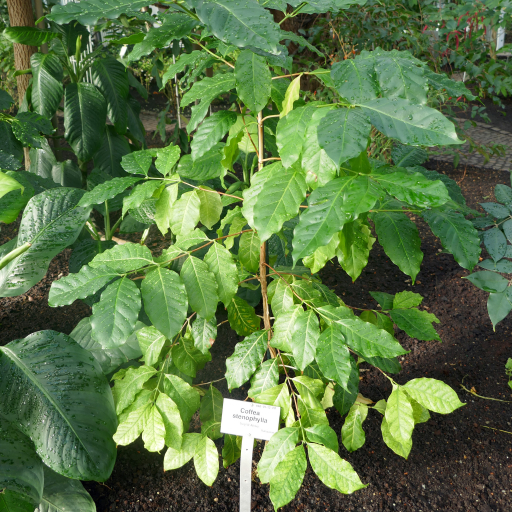 Highland Coffee Of Sierra Leone (Coffea Stenophylla) Plant Care & How ...