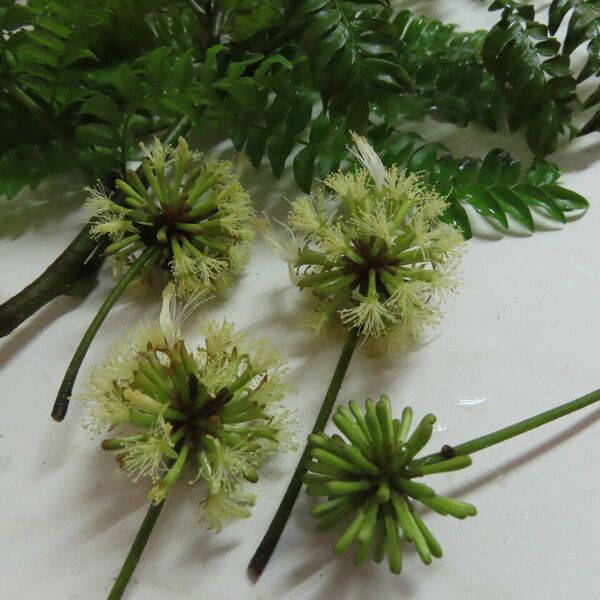 Cojoba Costaricensis Plant Care & How to Grow, Water