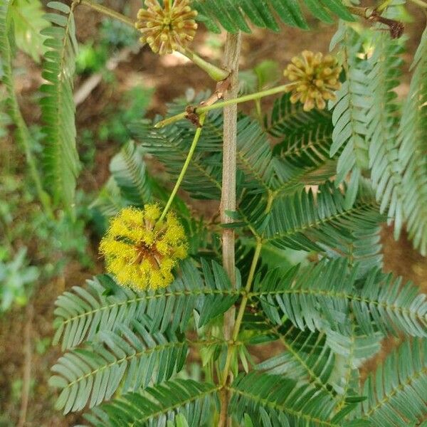 Cojoba Sophorocarpa Plant Care & How to Grow, Water