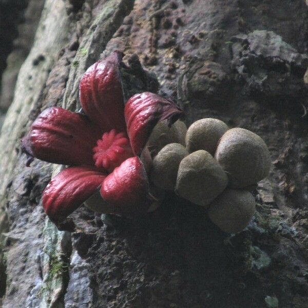 Cola Chlamydantha Plant Care & How to Grow, Water