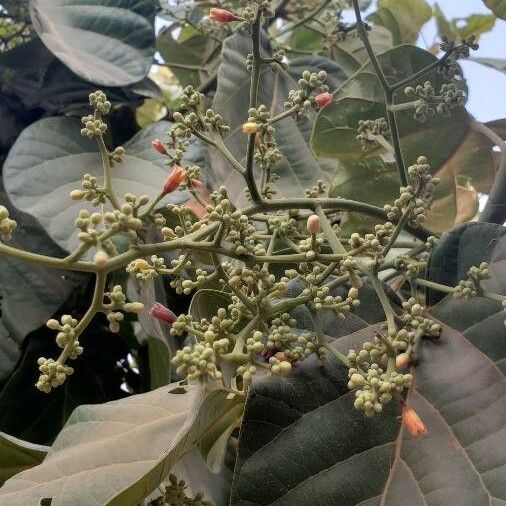 Mandingo Cola (Cola Cordifolia) Plant Care & How to Grow, Water