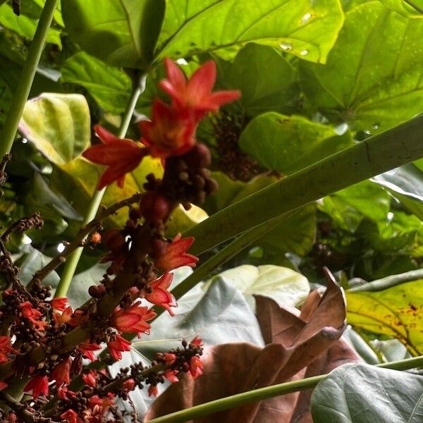 Cola Lizae Plant Care & How to Grow, Water