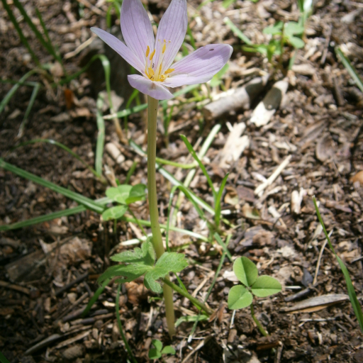 Alpine Autumn Crocus (Colchicum Alpinum) Plant Care & How to Grow, Water