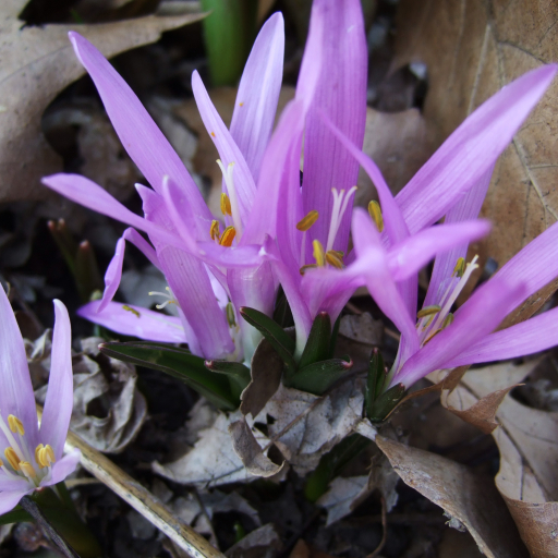 Spring Meadow-Saffron (Colchicum Bulbocodium) Plant Care & How to Grow ...