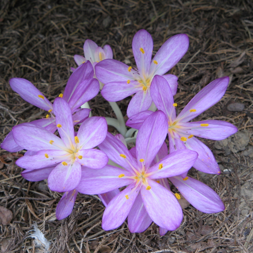 Tenore Autumn Crocus (Colchicum Cilicicum) Care Guide: Water, Soil ...