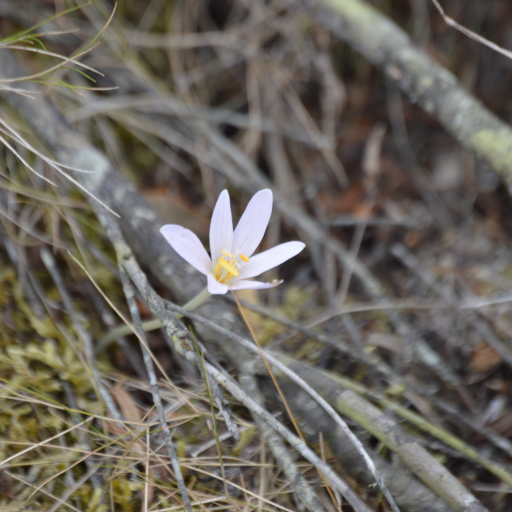 Colchicum Corsicum Care Guide: Water, Soil & Propagation - Plantiary