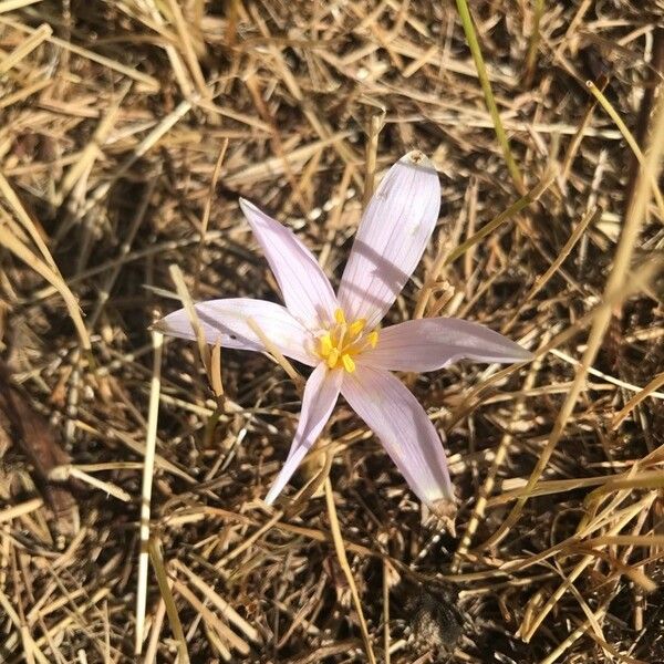 False Autumn Crocus (Colchicum Filifolium) Plant Care & How to Grow, Water