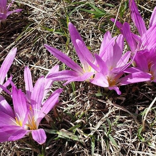 Merendera (Colchicum Montanum) Plant Care & How to Grow, Water