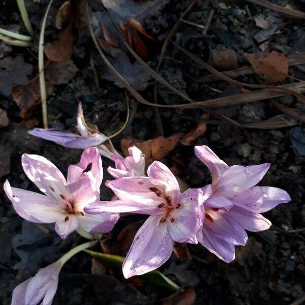 Autumn Crocus (Colchicum Multiflorum) Plant Care & How to Grow, Water