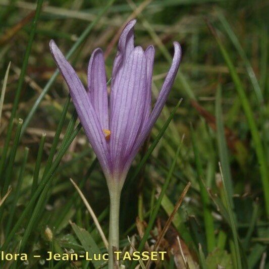 Colchicum Nanum Plant Care & How to Grow, Water