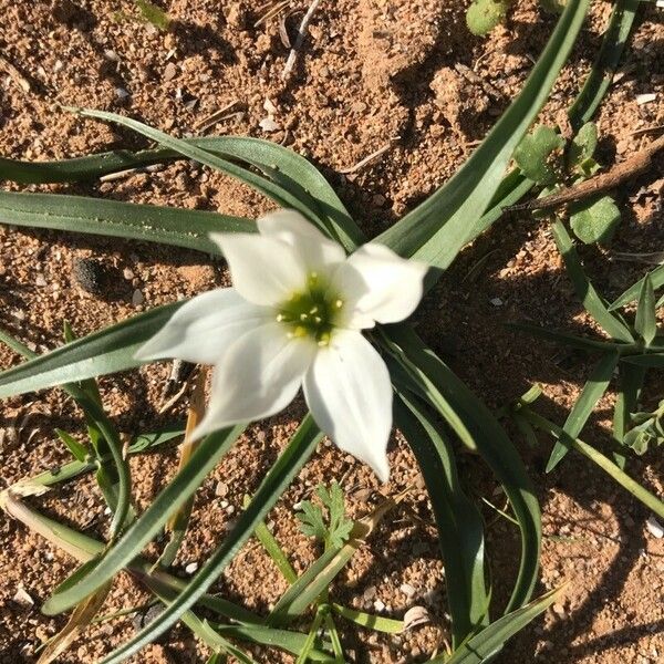 Colchicum Psammophilum Care Guide: Water, Soil & Propagation - Plantiary