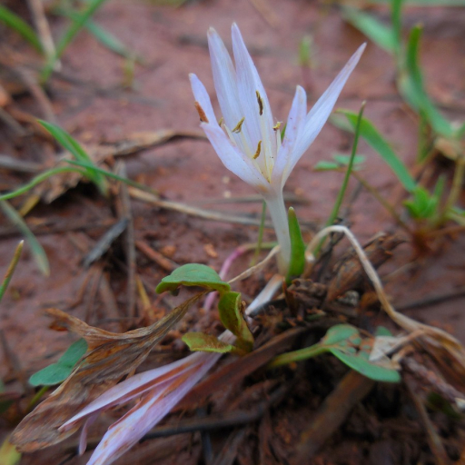 Colchicum Pusillum Plant Care & How to Grow, Water