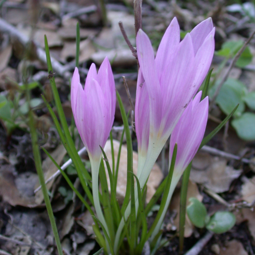 Colchicum Stevenii Plant Care & How to Grow, Water