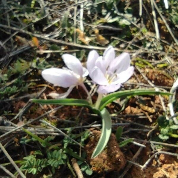 Acı Çiğdem (Colchicum Triphyllum) Care Guide: Water, Soil & Propagation ...