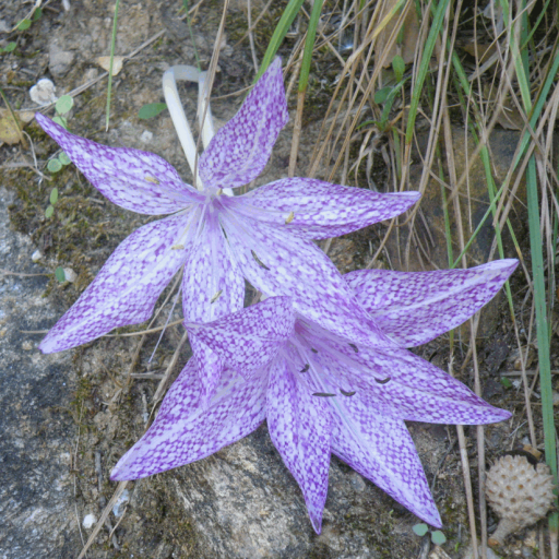 Colchicum Variegatum Plant Care & How to Grow, Water