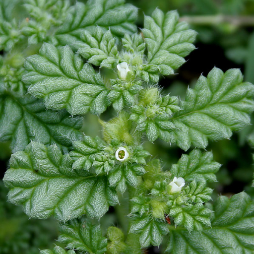 Creeping Coldenia (Coldenia Procumbens) Care Guide: Water, Soil ...