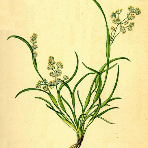 Moss Grass (Coleanthus Subtilis) Plant Care & How to Grow, Water