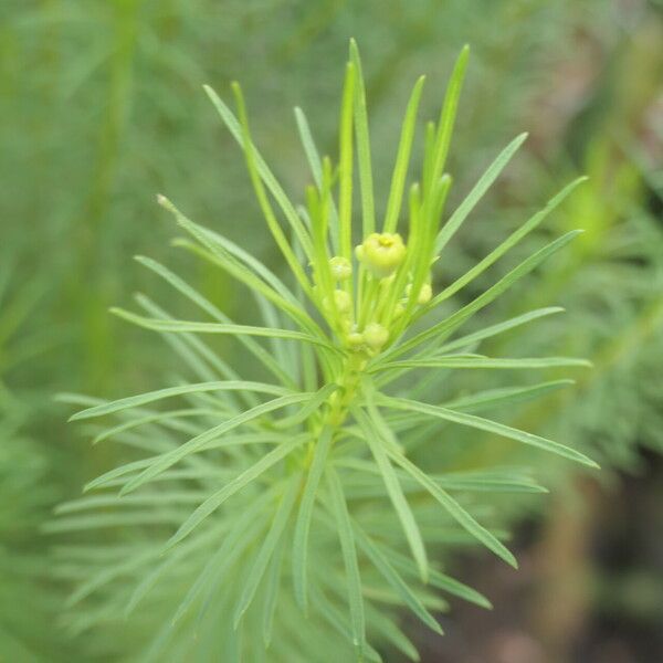 Coleonema Album Plant Care & How to Grow, Water