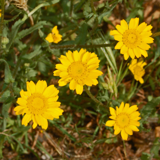 Mediterranean Marigold (Coleostephus Myconis) Plant Care & How to Grow ...