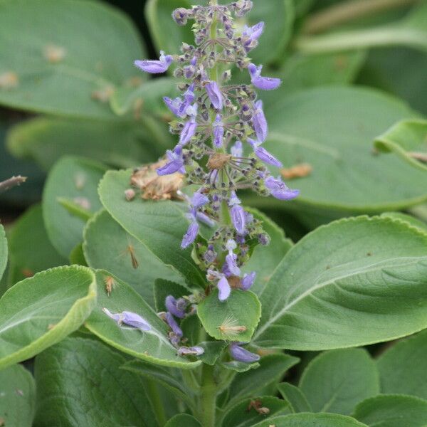 Coleus Arabicus Plant Care & How to Grow, Water