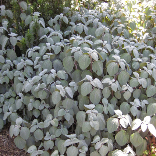 Silver Spurflower (Coleus Argentatus) Plant Care & How to Grow, Water