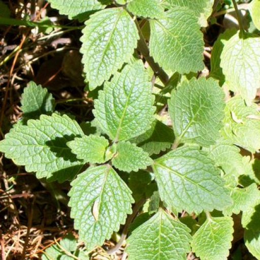 Little Spurflower (Coleus Australis) Plant Care & How to Grow, Water