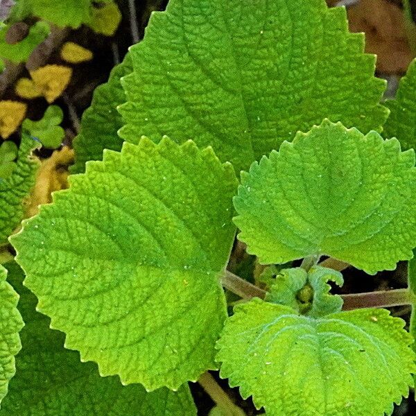 Australian Bush Basil (Coleus Graveolens) Plant Care & How to Grow, Water