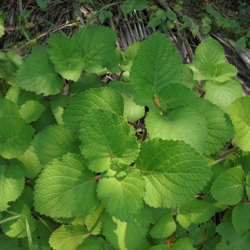 Vicks (Coleus Hadiensis) Care Guide: Water, Soil & Propagation - Plantiary