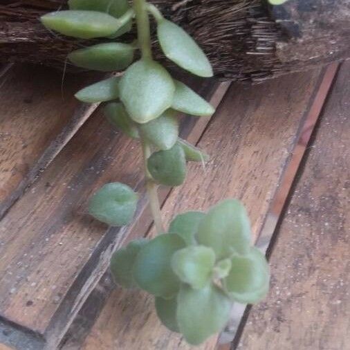 Pillow (Coleus Prostratus) Plant Care & How to Grow, Water