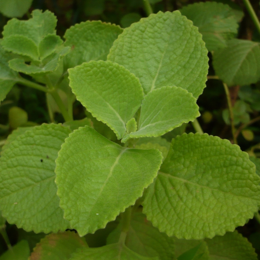 Hullworts (Coleus) Plant Care & How to Grow, Water