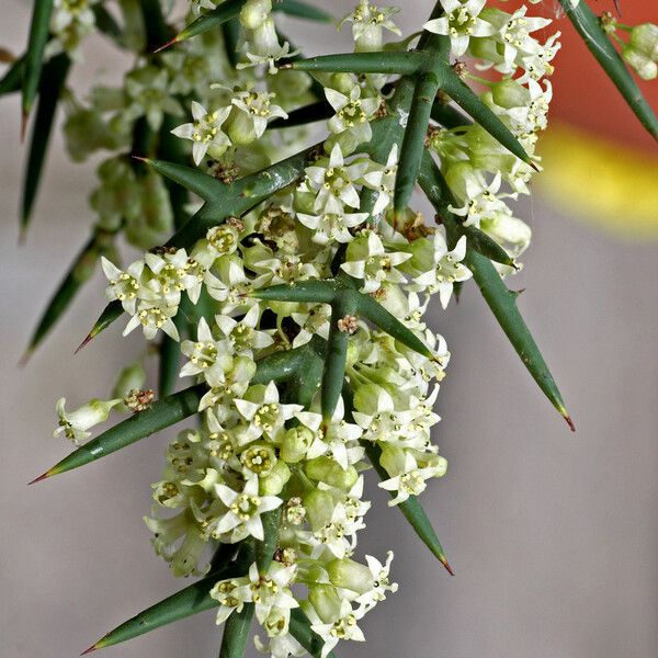 Colletia Hystrix Plant Care & How to Grow, Water