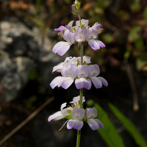 White Blue Eyed Mary (Collinsia Bartsiifolia) Plant Care & How to Grow ...