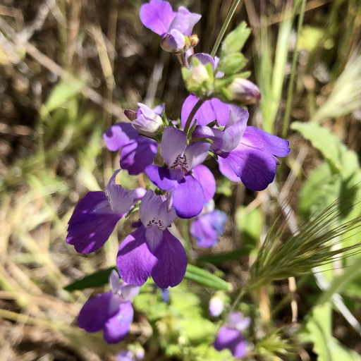 Chinese Houses (Collinsia Concolor) Plant Care & How to Grow, Water