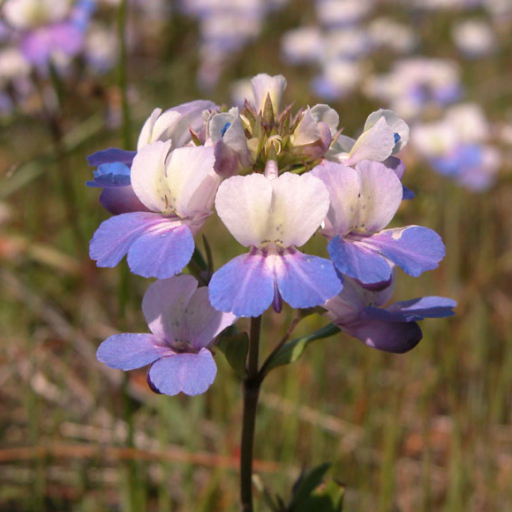 Giant Blue Eyed Mary (Collinsia Grandiflora) Plant Care & How to Grow ...