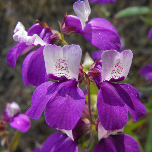 Chinese-Houses (Collinsia Heterophylla) Plant Care & How to Grow, Water