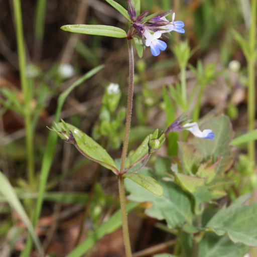 Maiden Blue Eyed Mary (Collinsia Parviflora) Plant Care & How to Grow ...