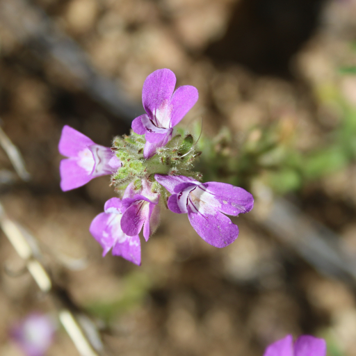 Sticky Chinese Houses (Collinsia Tinctoria) Plant Care & How to Grow, Water