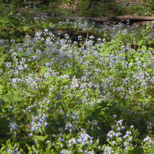 Spring Blue-Eyed Mary (Collinsia Verna) Plant Care & How to Grow, Water