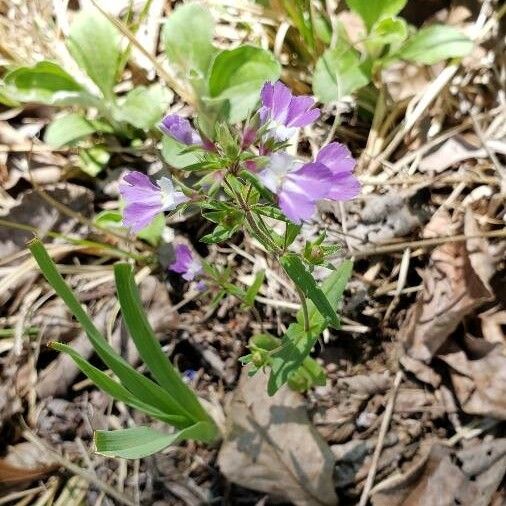 Violet Collinsia (Collinsia Violacea) Care Guide: Water, Soil ...