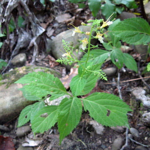 Richweed (Collinsonia Canadensis) Plant Care & How to Grow, Water