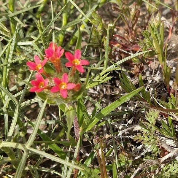 Collomia Biflora Plant Care & How to Grow, Water