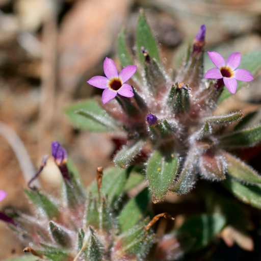 Serpentine Collomia (Collomia Diversifolia) Plant Care & How to Grow, Water