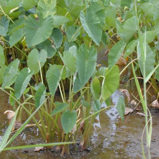 Taro (Colocasia Esculenta) Plant Care & How to Grow, Water