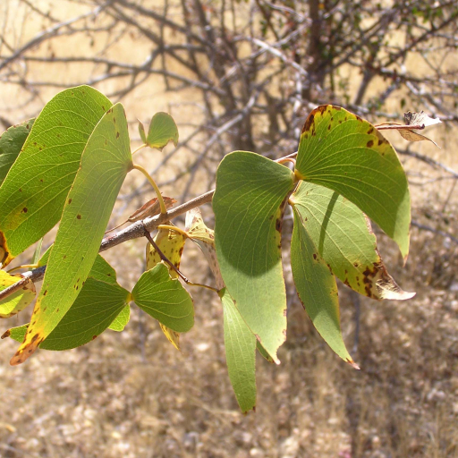 Balsam Tree (Colophospermum Mopane) Plant Care & How to Grow, Water