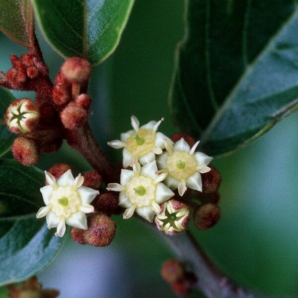 Coffee Colubrina (Colubrina Arborescens) Plant Care & How to Grow, Water