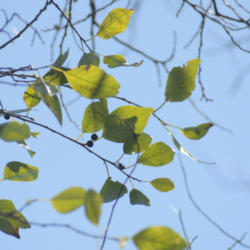 Soldierwood (Colubrina Elliptica) Plant Care & How to Grow, Water