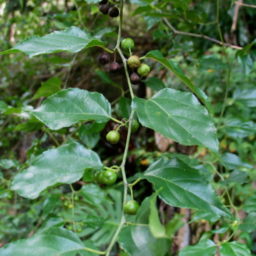 Sierra Nakedwood (Colubrina Greggii) Plant Care & How to Grow, Water