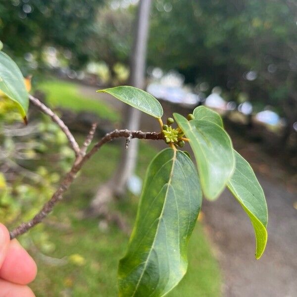 Kauila (Colubrina Oppositifolia) Plant Care & How to Grow, Water